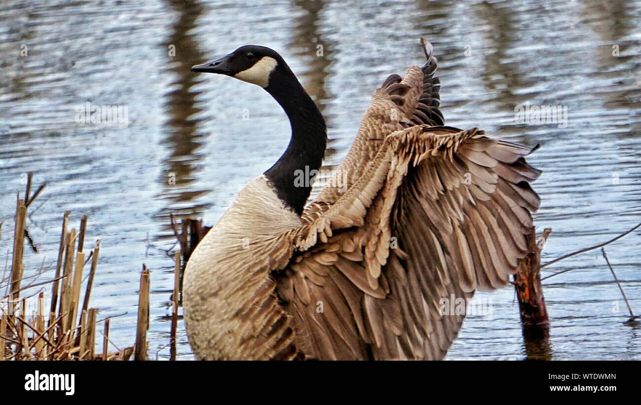 Canada goose flapping wings hi-res stock photography and images - Alamy
