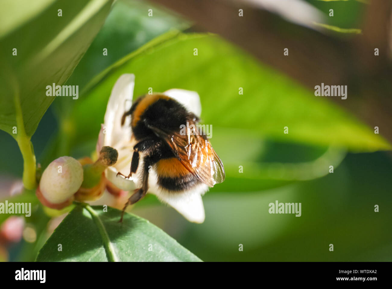 Collecting flower hi-res stock photography and images - Alamy