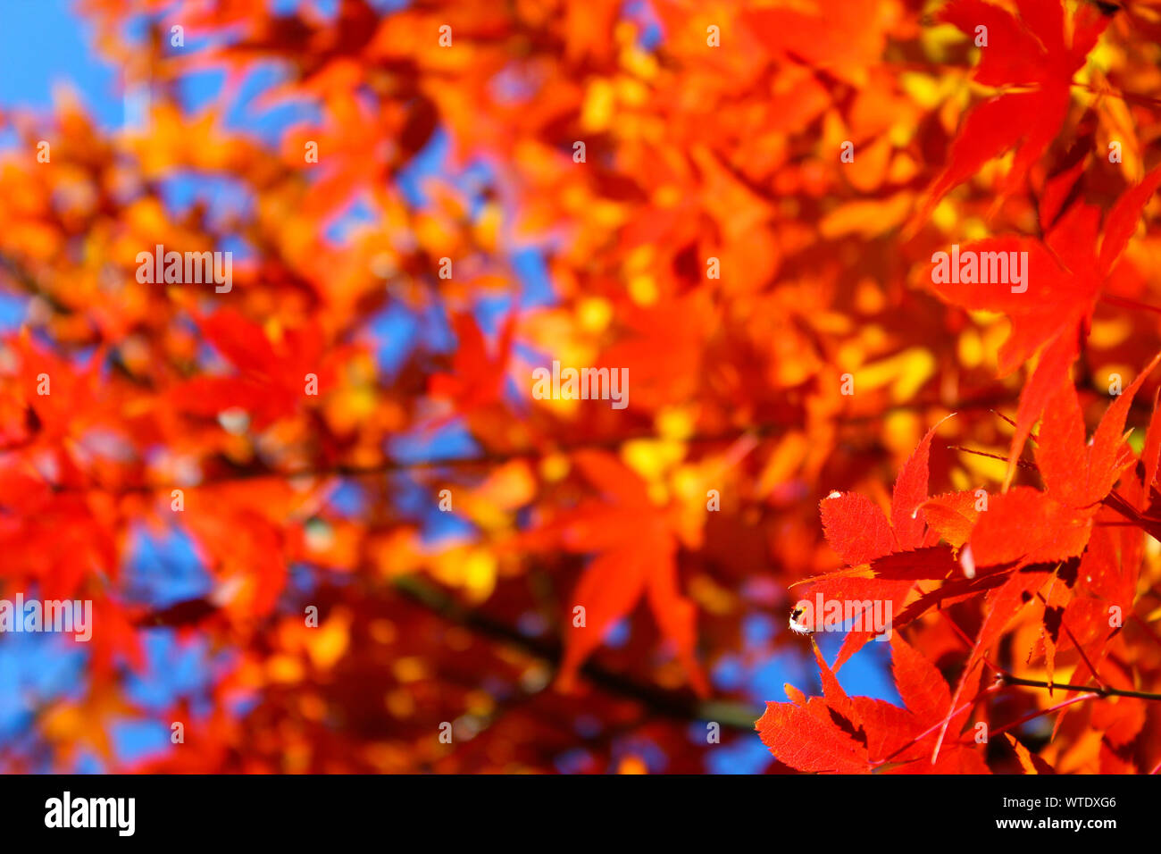 Maple tree branch hi-res stock photography and images - Alamy