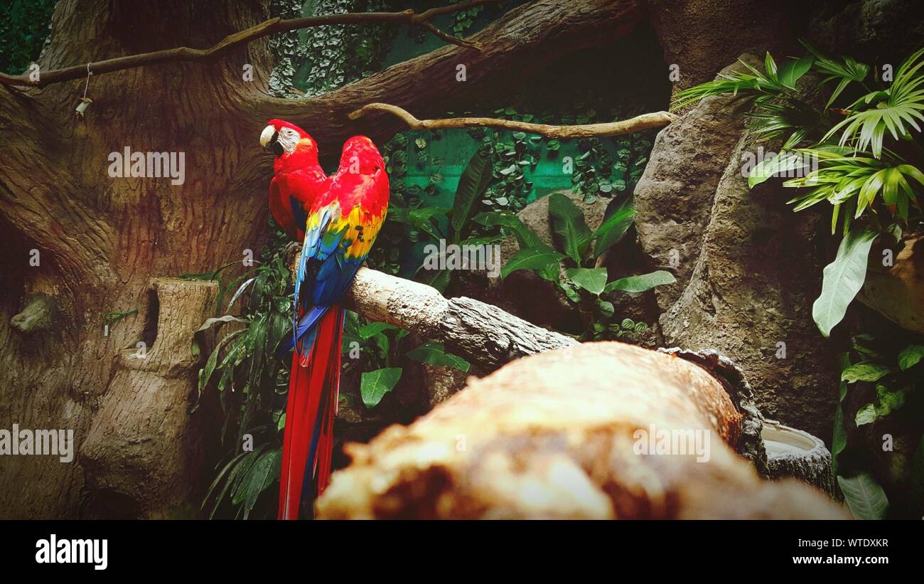 Two Scarlet Macaws High Resolution Stock Photography and Images - Alamy