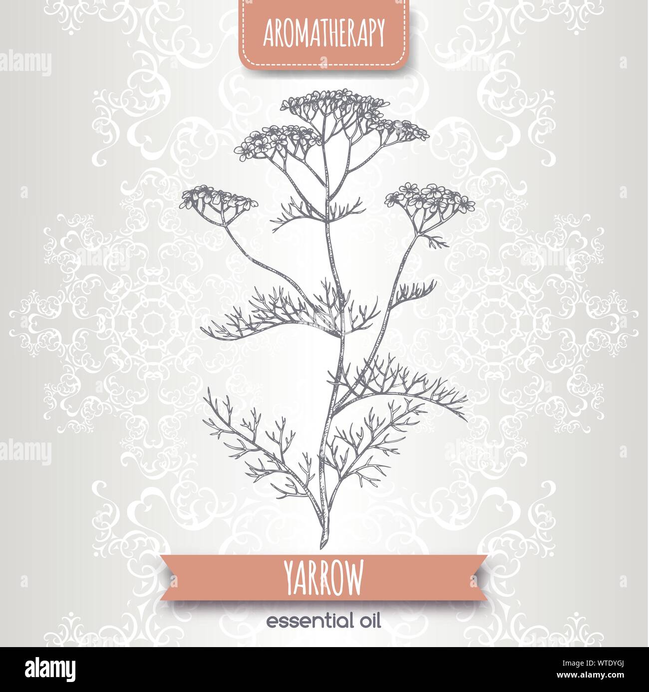 On yarrow Stock Vector Images - Alamy
