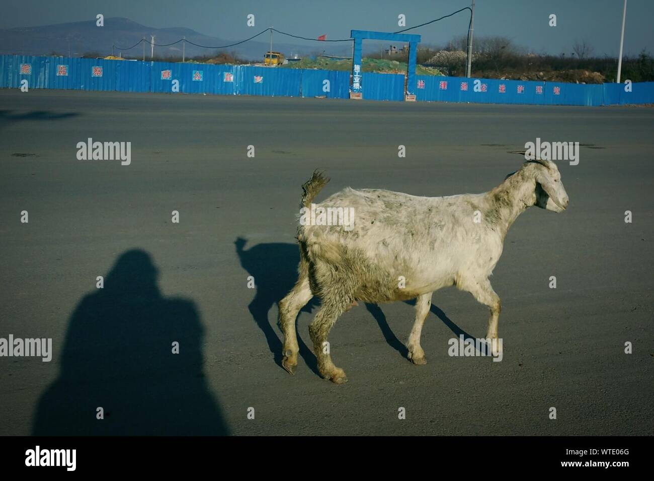 Shadow of an goat hi-res stock photography and images - Alamy