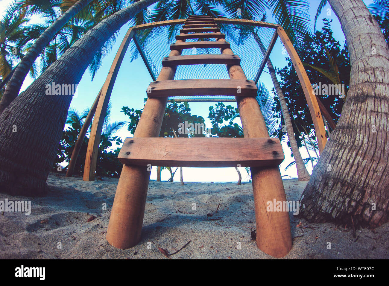 Palm Ladder High Resolution Stock Photography and Images - Alamy
