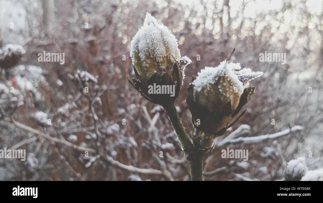 Frosted bud hi-res stock photography and images - Alamy