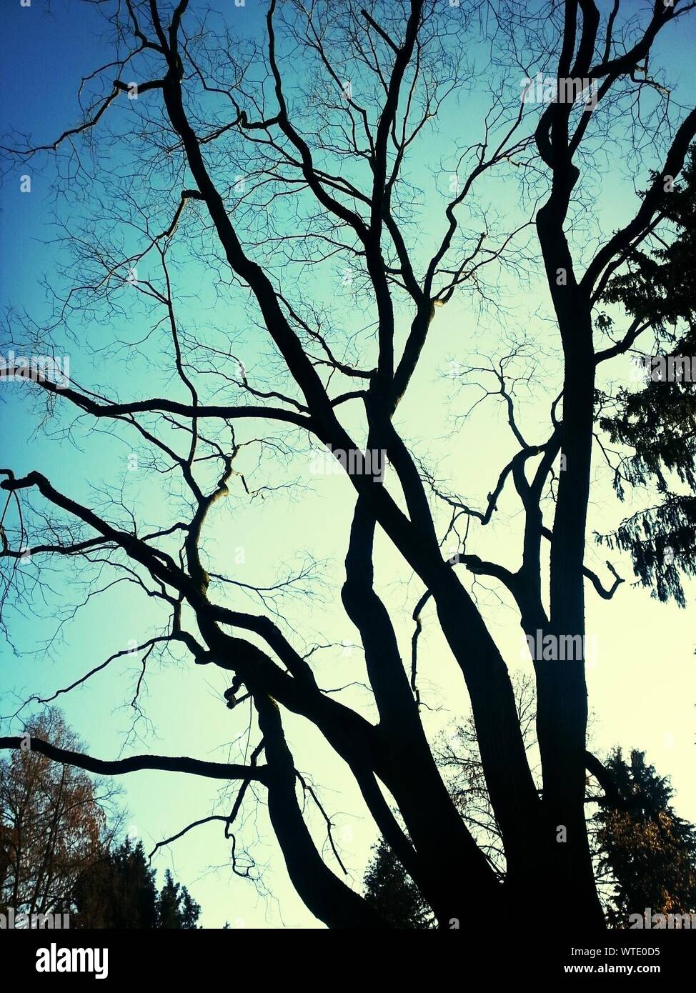 Beautiful winter tree hi-res stock photography and images - Alamy