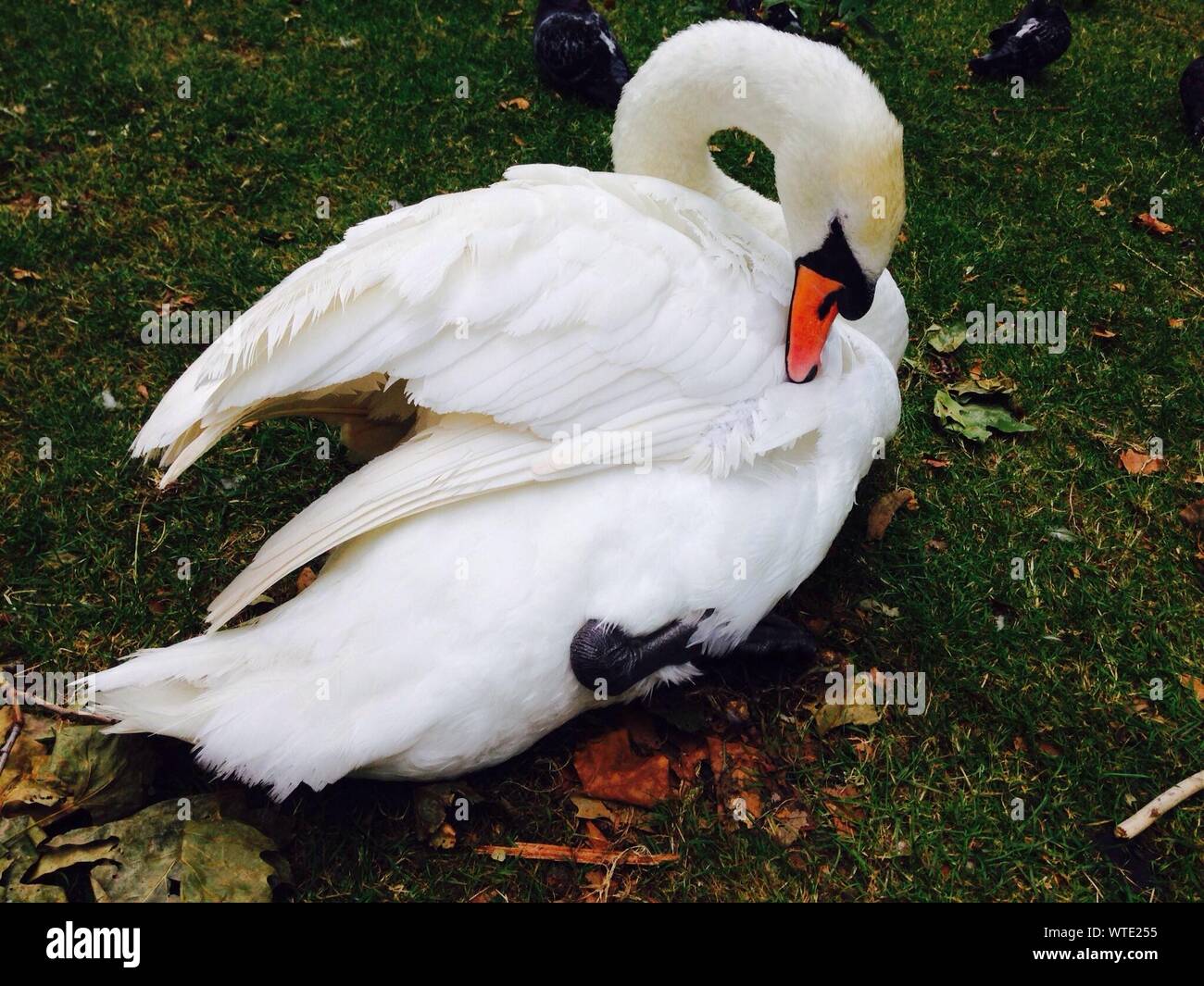Sitting Swan High Resolution Stock Photography and Images - Alamy