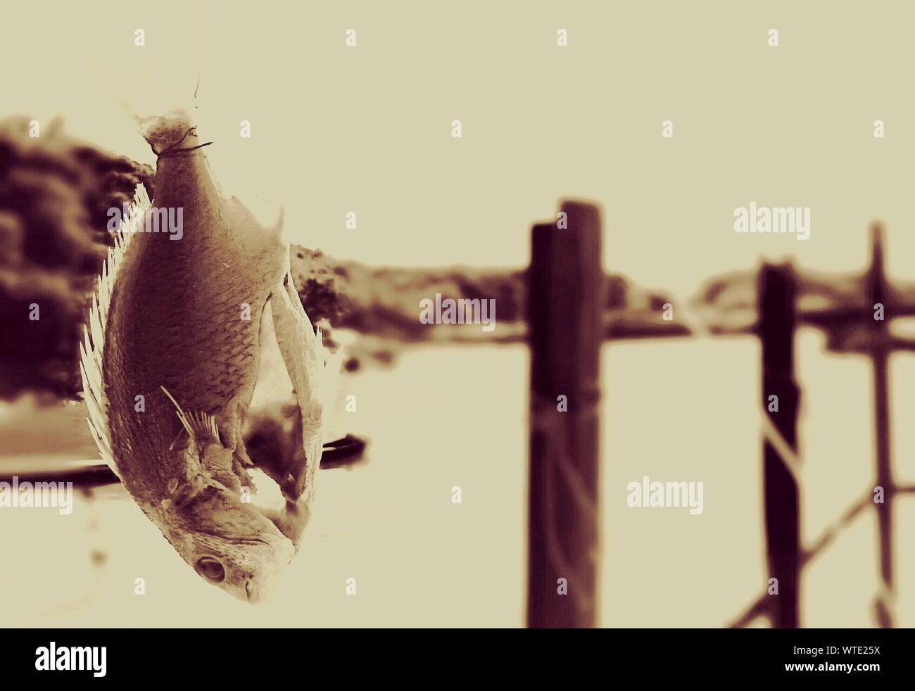 Dead sea fish hi-res stock photography and images - Alamy