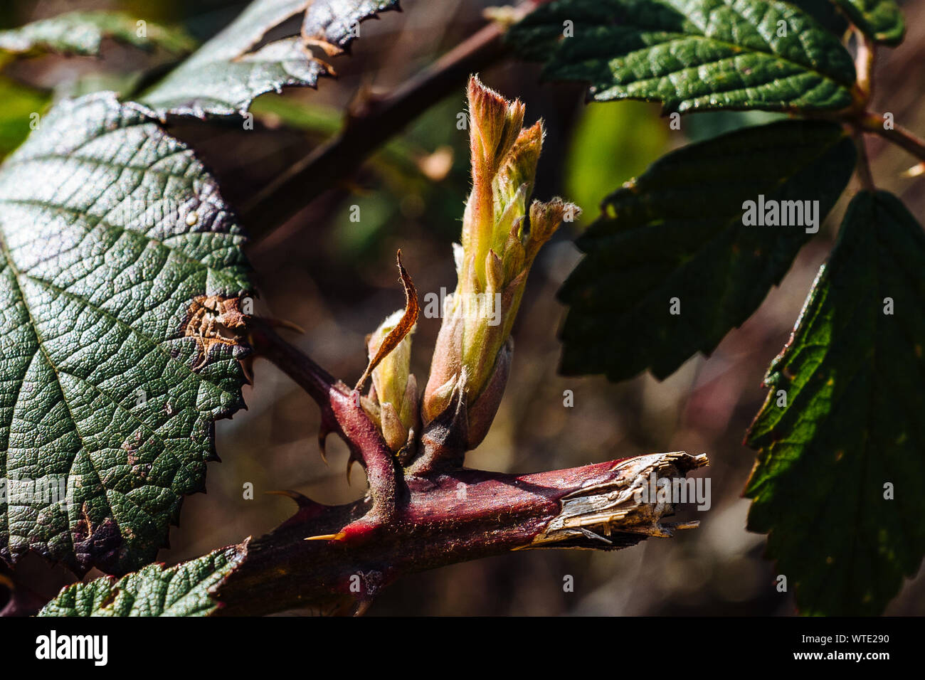 Rotting Leaves High Resolution Stock Photography and Images - Alamy