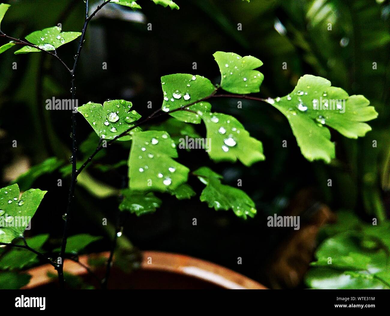 Potted ferns hi-res stock photography and images - Alamy