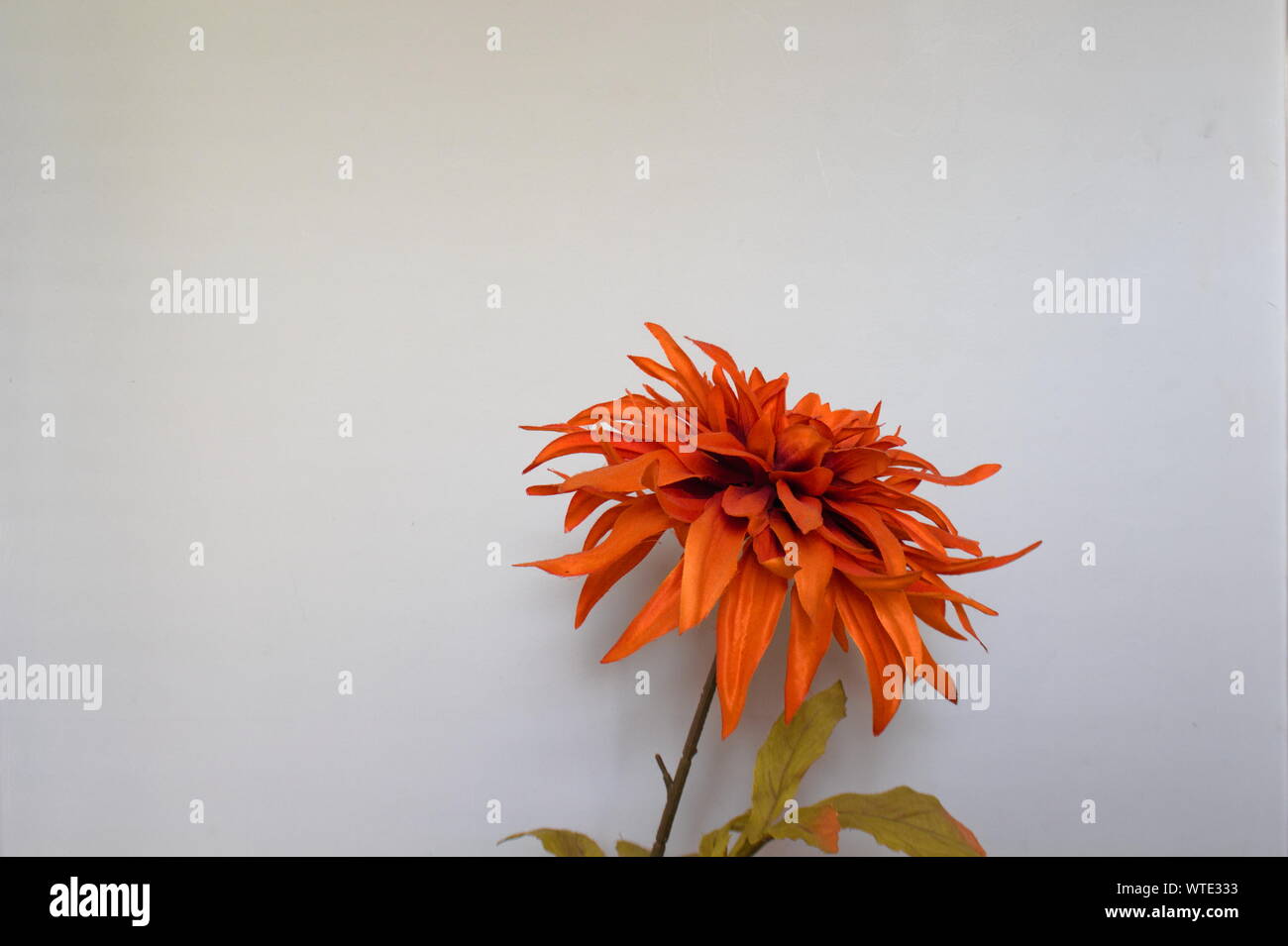 Burnt orange colour hi-res stock photography and images - Alamy