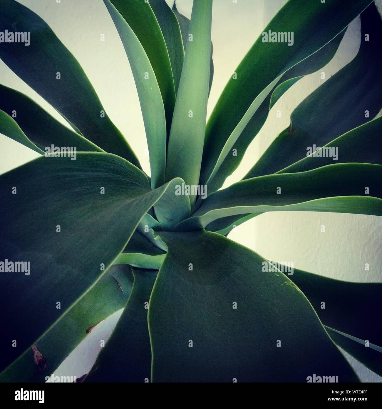 Agave plant white hi-res stock photography and images - Alamy