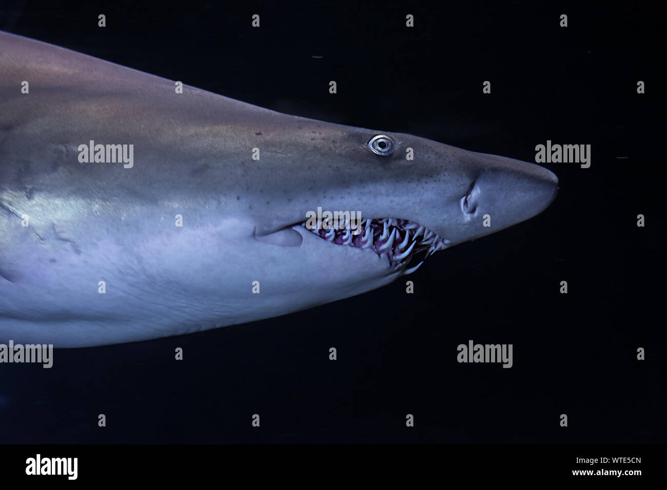 Shark aquarium hi-res stock photography and images - Alamy