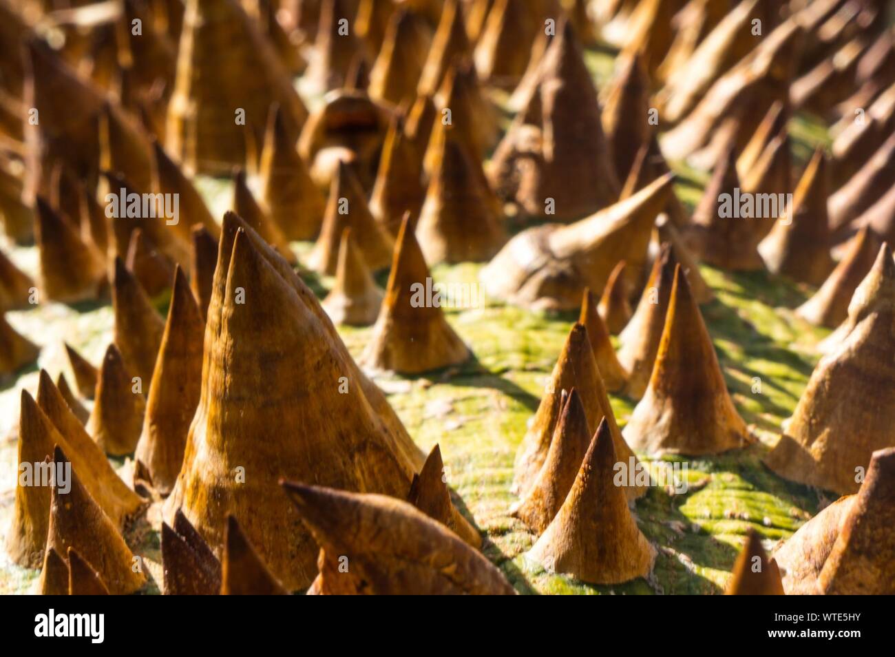 Spikes On Tree Trunk High Resolution Stock Photography and Images - Alamy