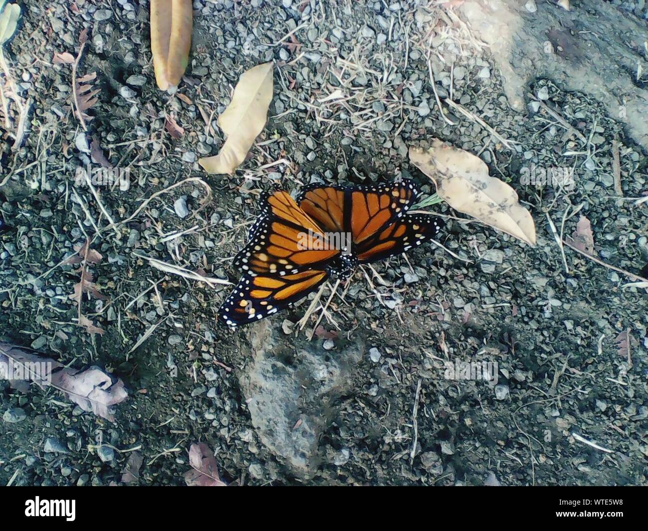 Two monarch butterflies hi-res stock photography and images - Alamy