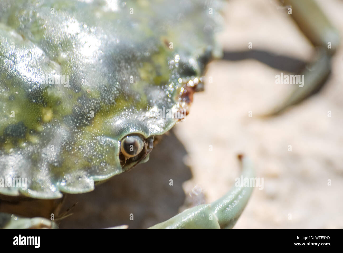 Sea crab hi-res stock photography and images - Alamy