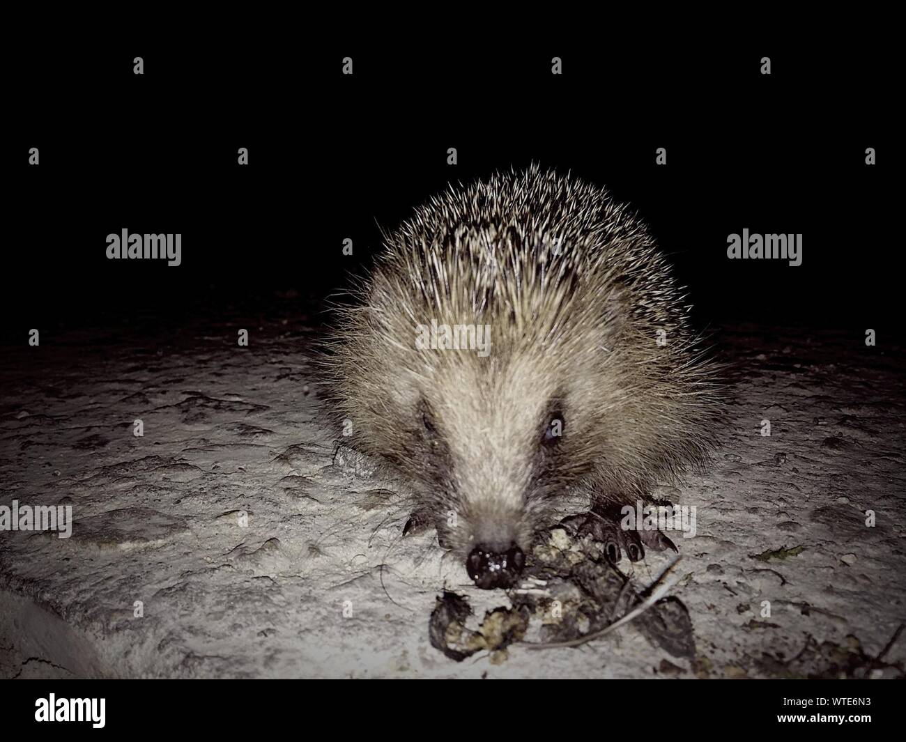 Hedgehog up close hi-res stock photography and images - Alamy