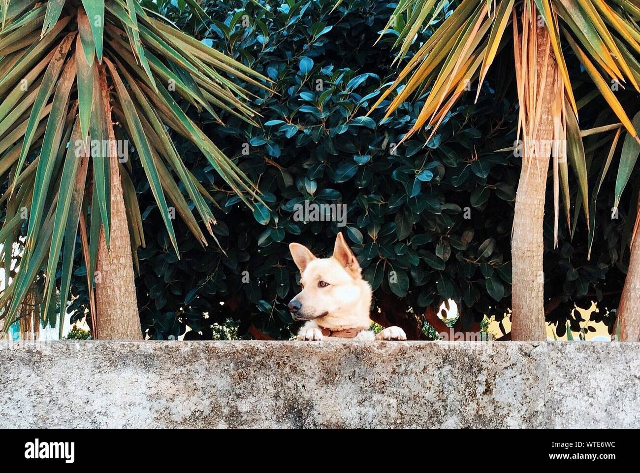 Animal Looking Over Wall High Resolution Stock Photography and Images ...