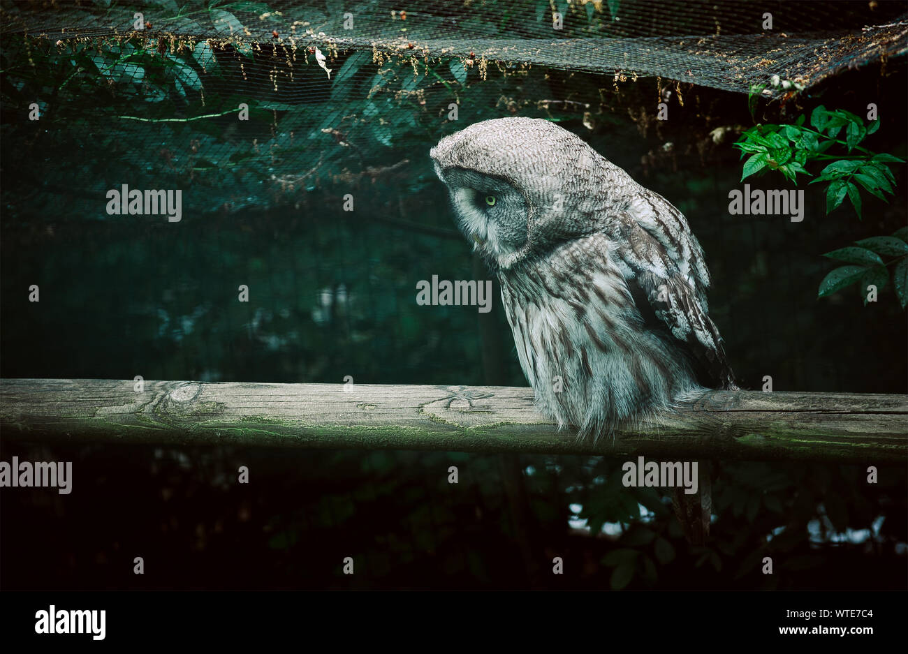 Side view owl hi-res stock photography and images - Alamy