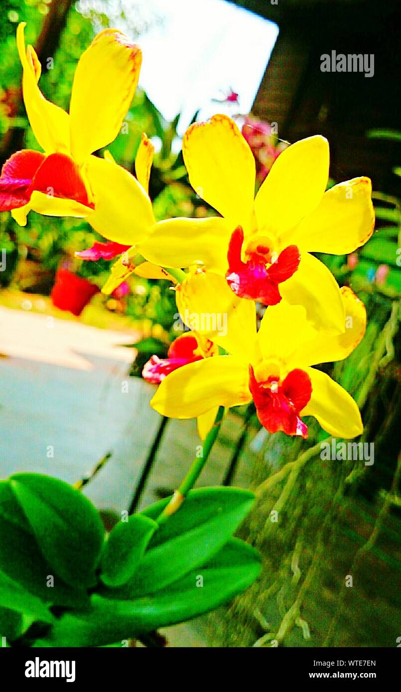 Orchids red hi-res stock photography and images - Alamy