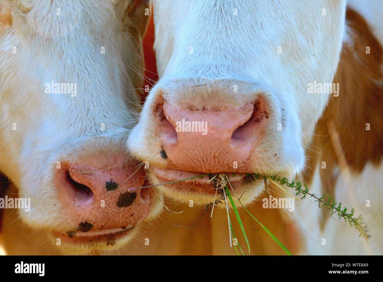 Cows at grass hi-res stock photography and images - Alamy