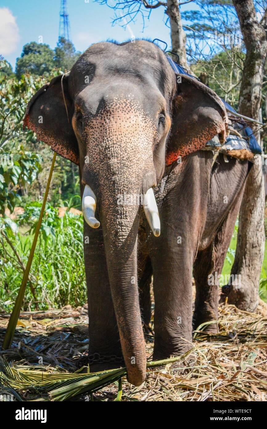 Elephant tied with tree hi-res stock photography and images - Alamy