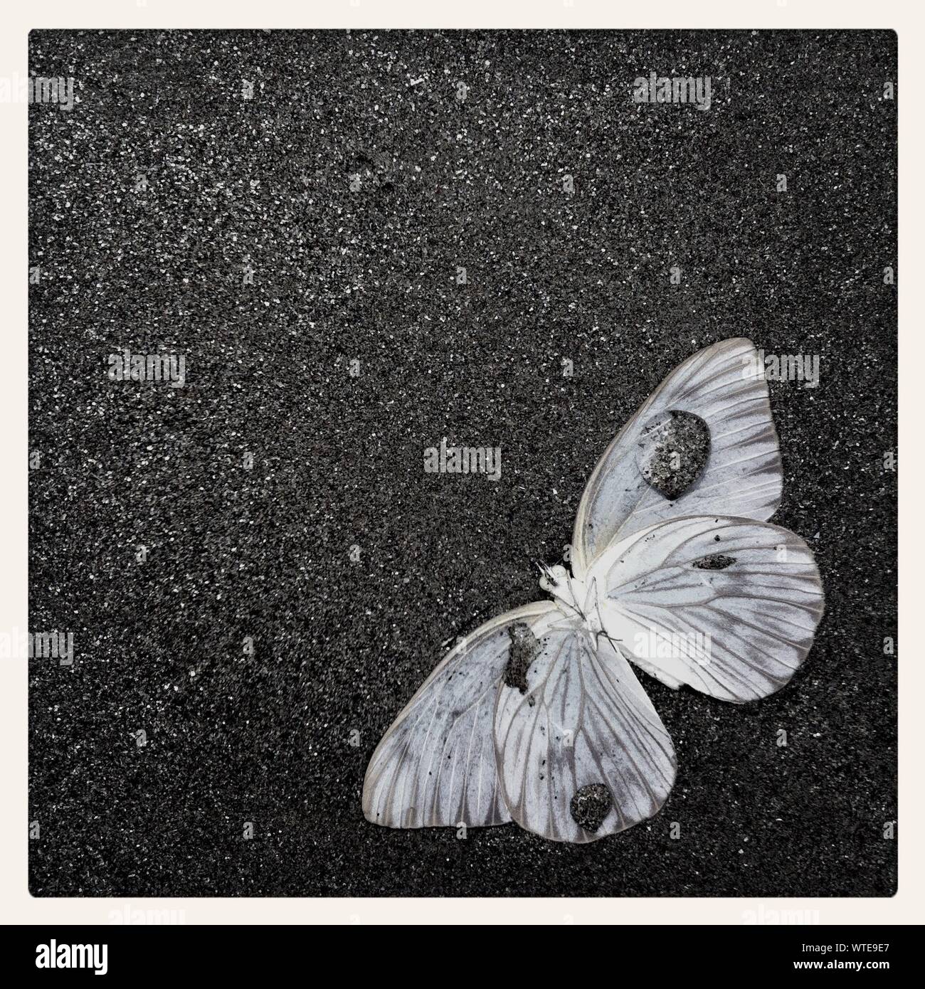 Dead above ground hi-res stock photography and images - Alamy