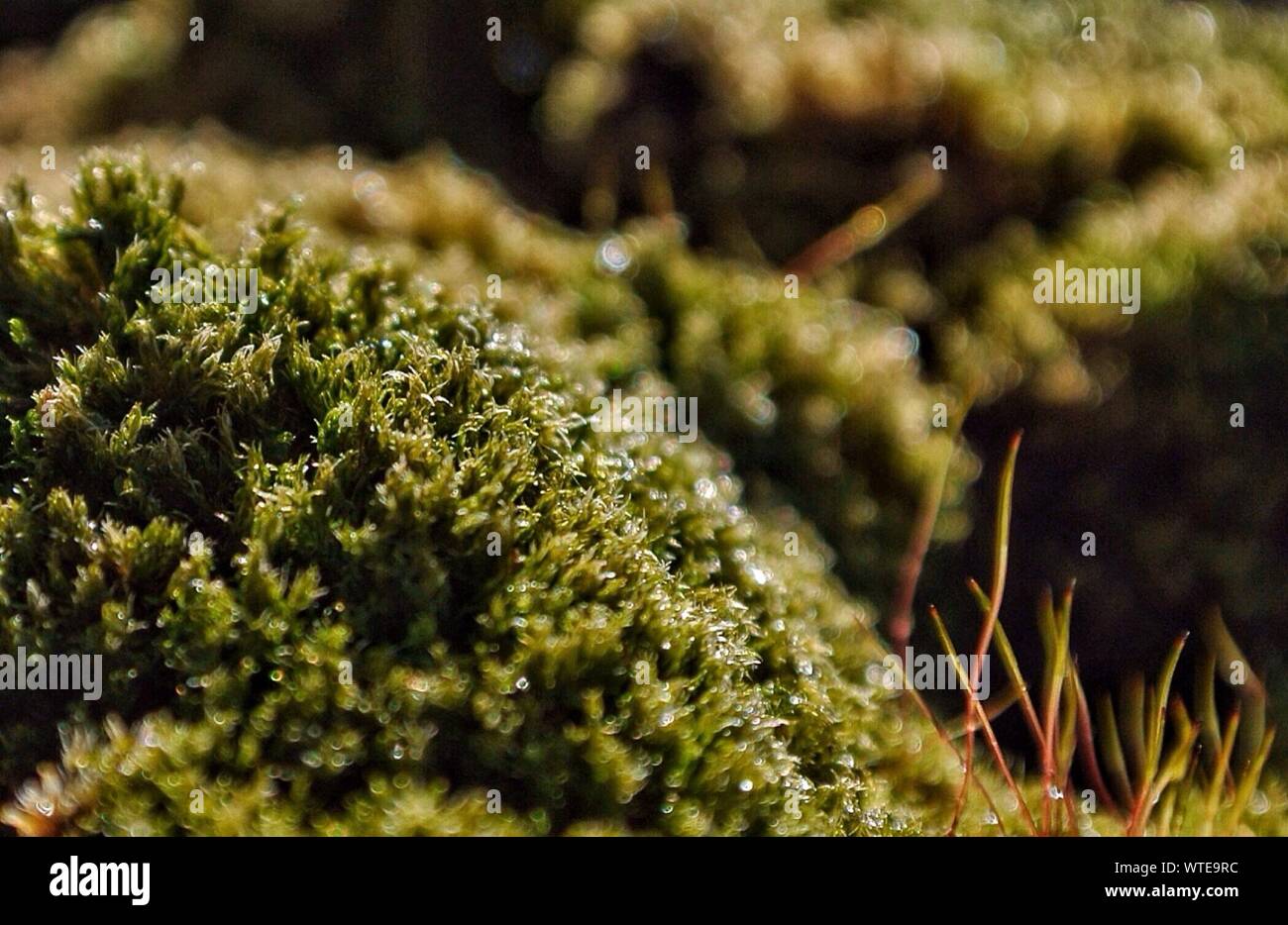 Wet moss hi-res stock photography and images - Alamy