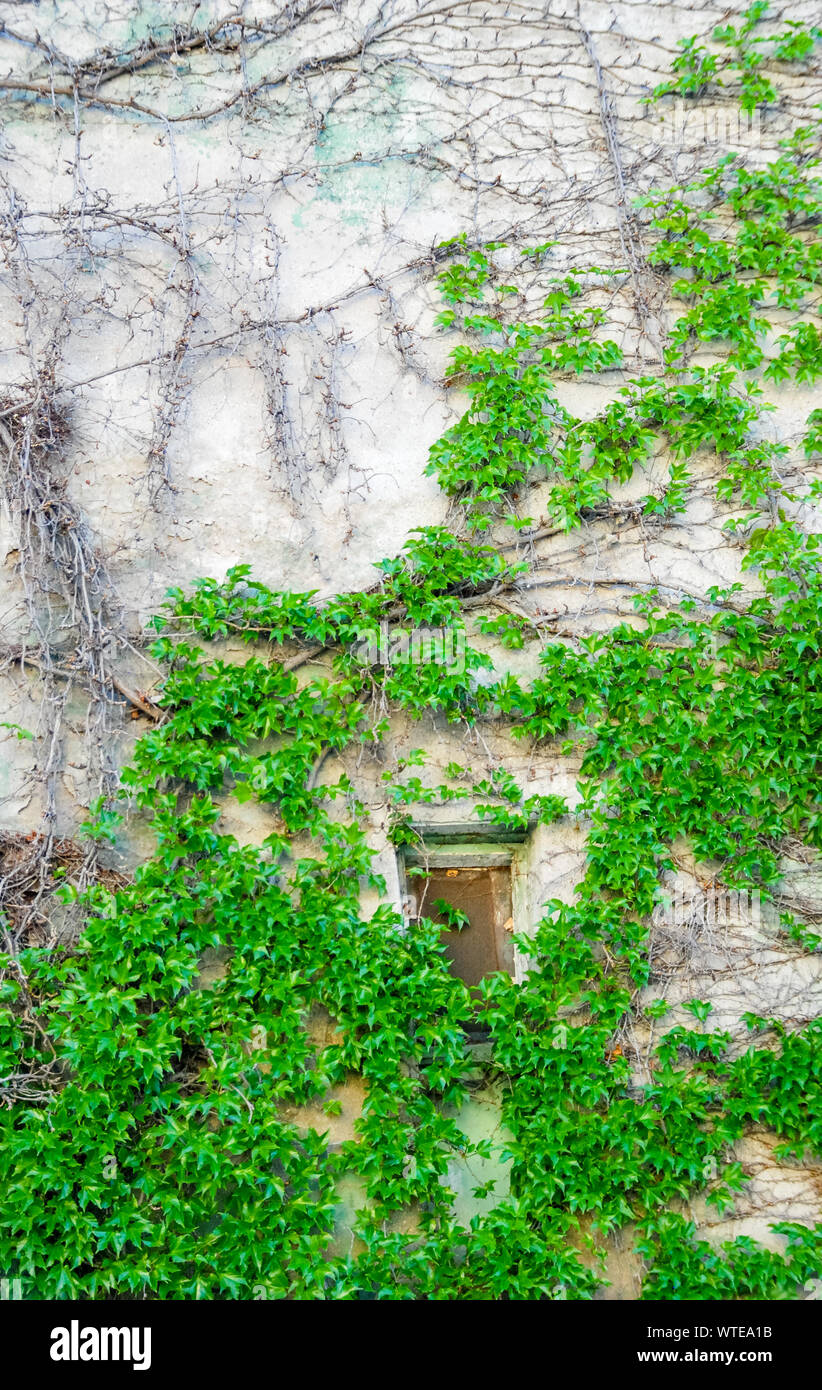 Wall overgrown flowers hi-res stock photography and images - Alamy