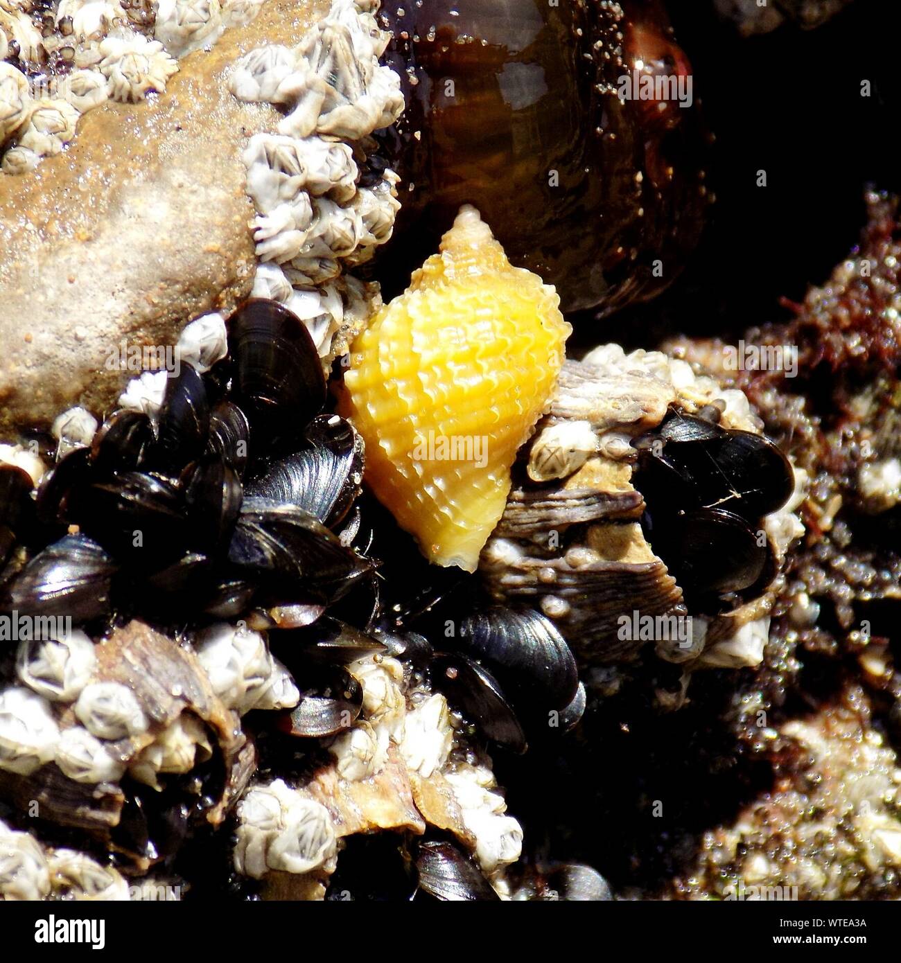 Large barnacles hi-res stock photography and images - Alamy