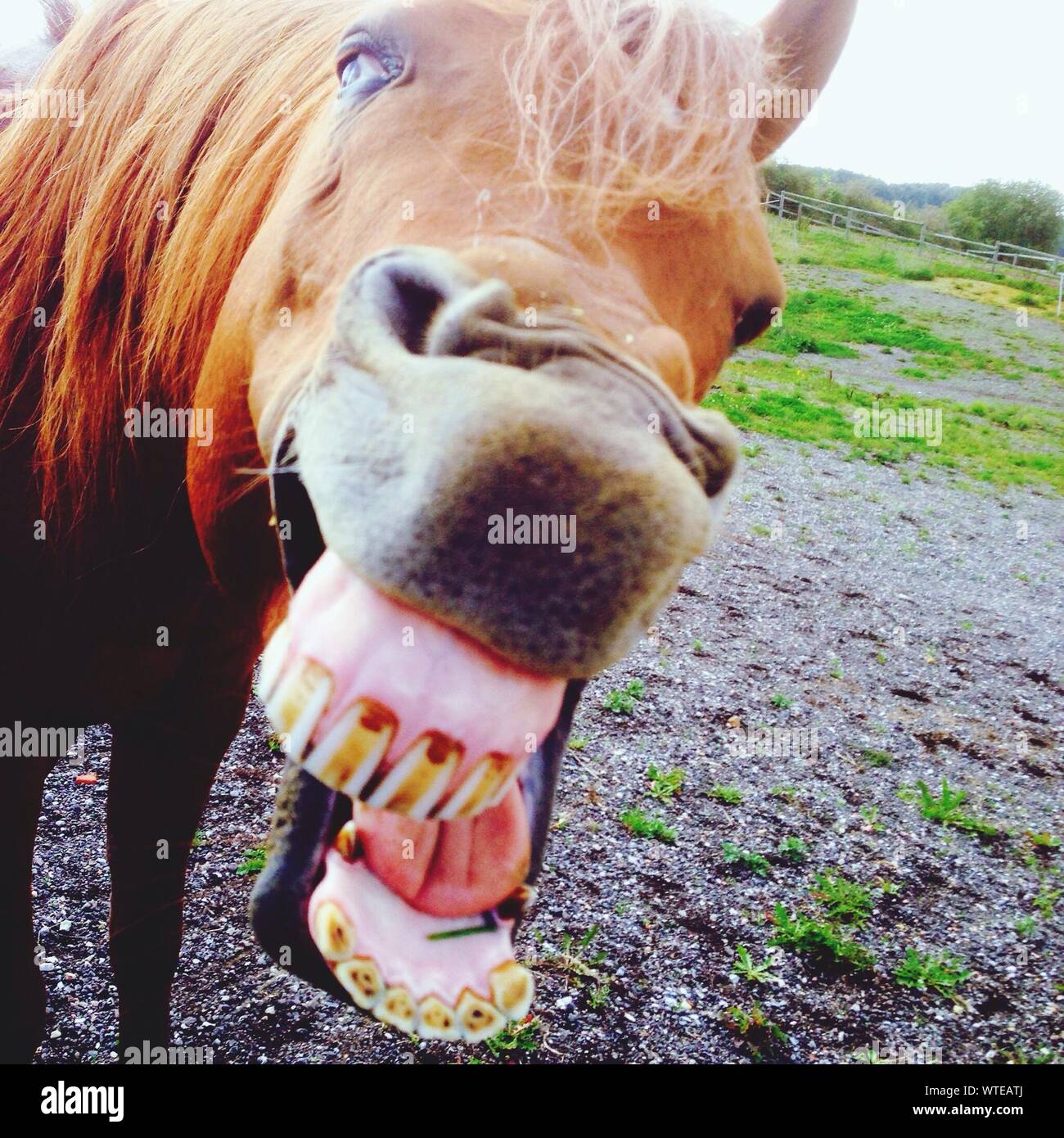 Angry Horse High Resolution Stock Photography and Images - Alamy