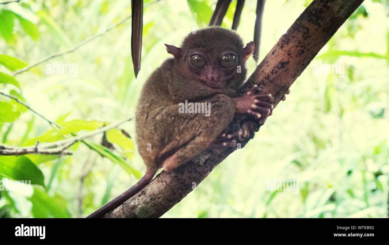 Tarsier portrait hi-res stock photography and images - Alamy