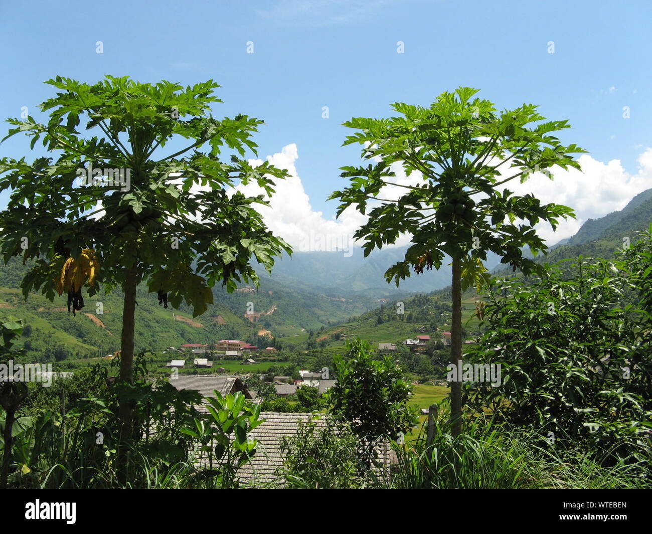 Trees and village hi-res stock photography and images - Alamy