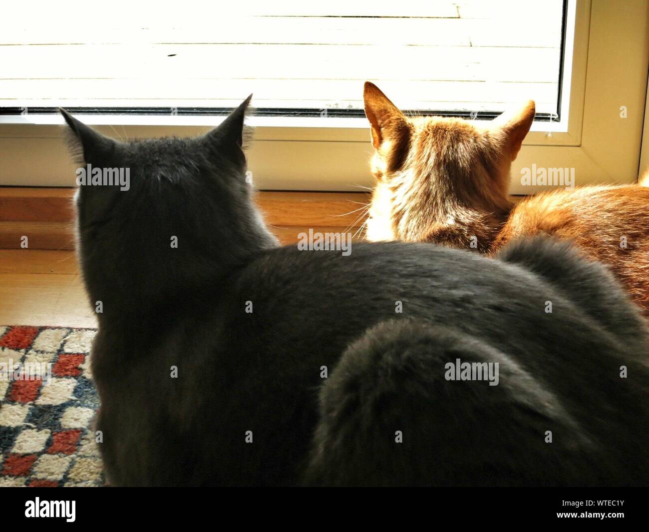 Two cats indoors rear view hi-res stock photography and images - Alamy