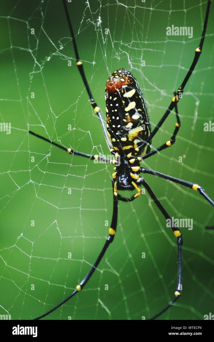 Upside down spider hi-res stock photography and images - Alamy