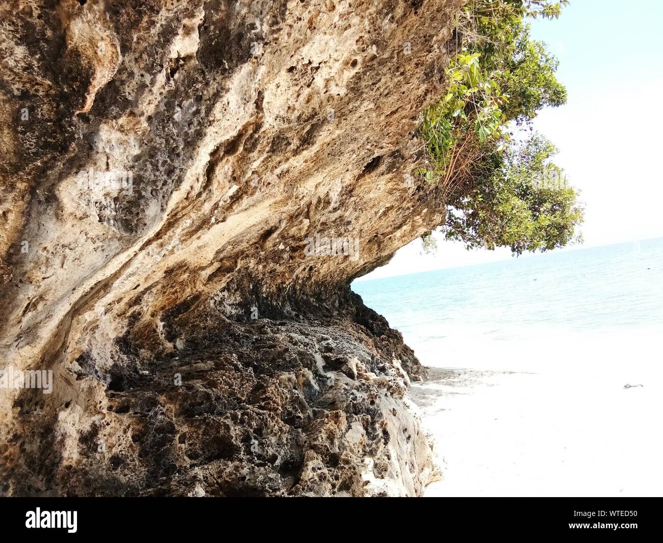 Tree cliff sea hi-res stock photography and images - Alamy