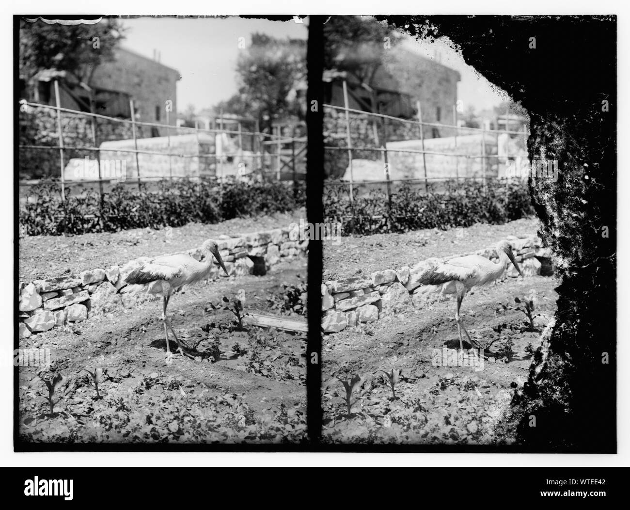 Flora observation Black and White Stock Photos & Images - Alamy