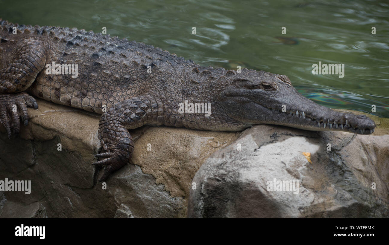 Side view of alligator hi-res stock photography and images - Alamy