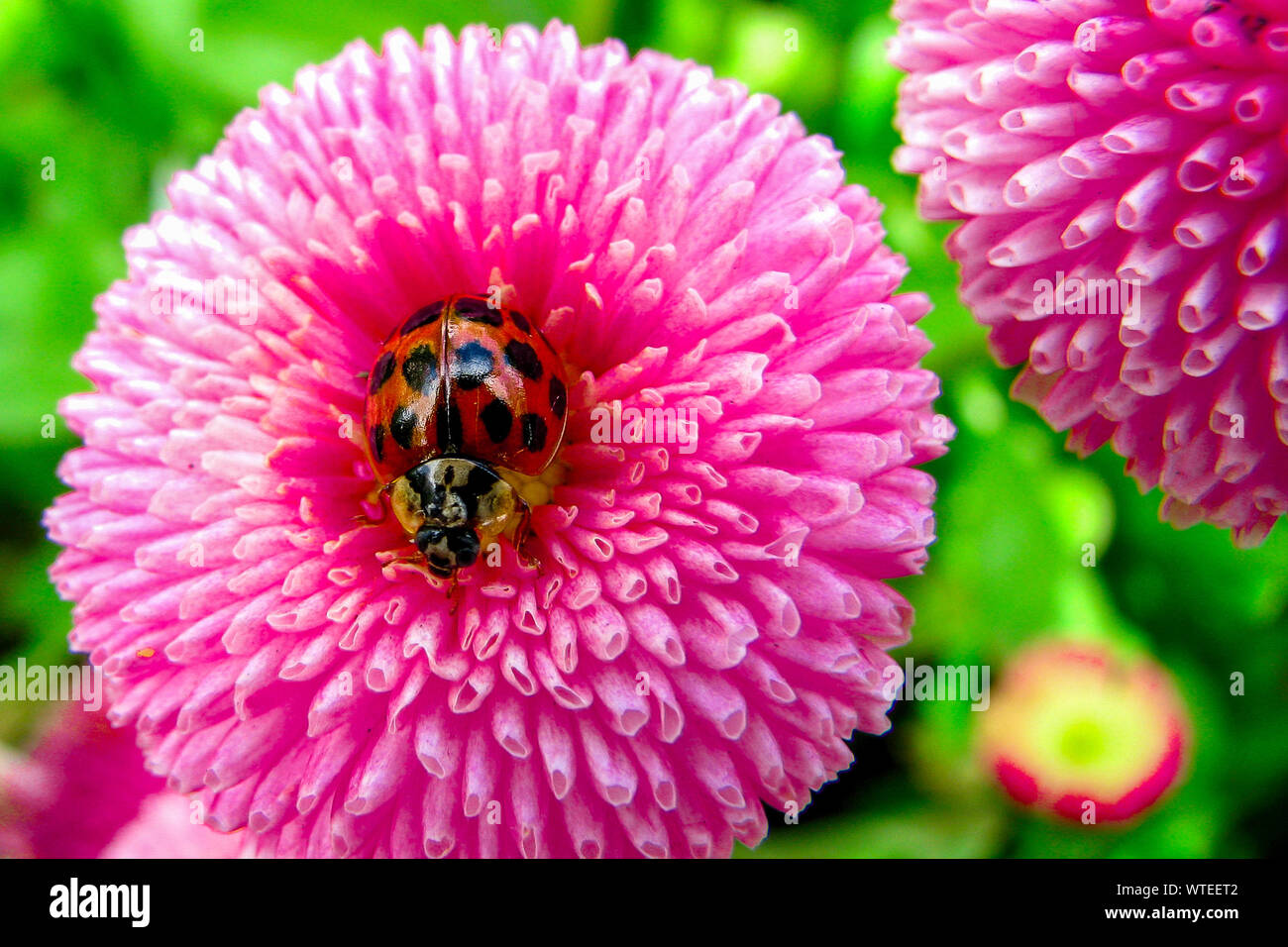 Dahlia flower pollination hi-res stock photography and images - Alamy