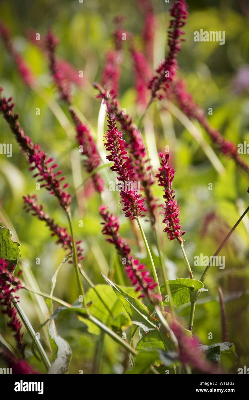 Red wildflowers hi-res stock photography and images - Alamy