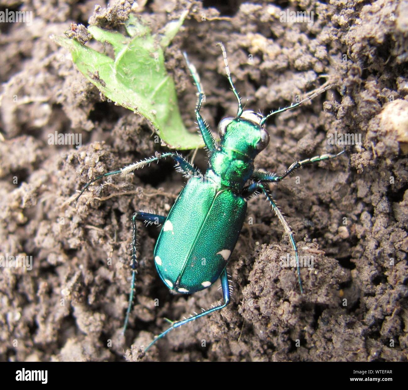 Soil animals hi-res stock photography and images - Alamy