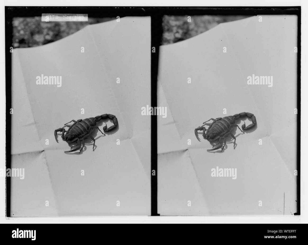 Miscellaneous animal Black and White Stock Photos & Images - Alamy