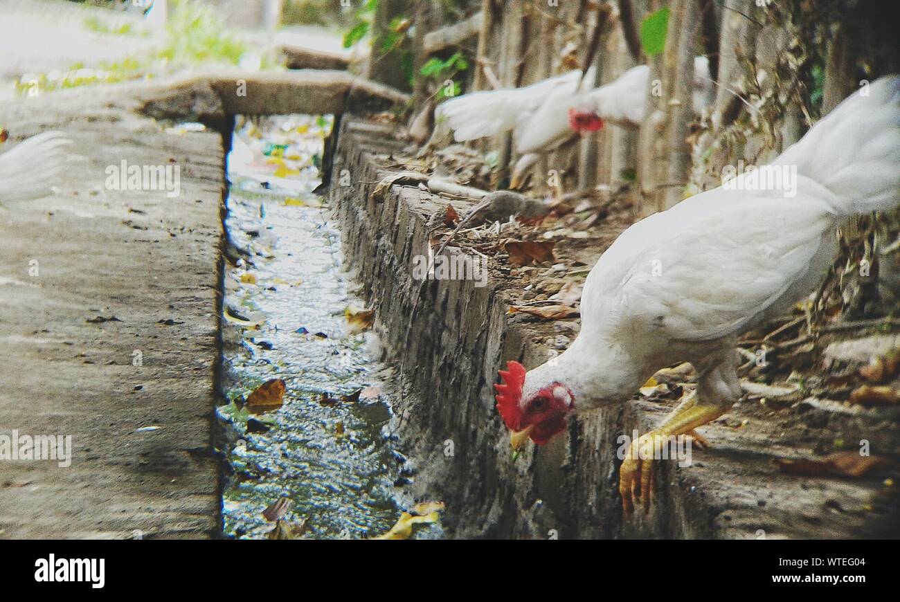 Animal Gutter High Resolution Stock Photography and Images - Alamy