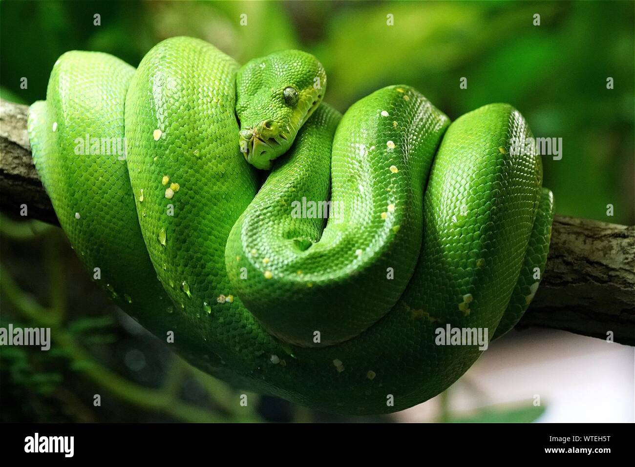 Curled on branch hi-res stock photography and images - Alamy