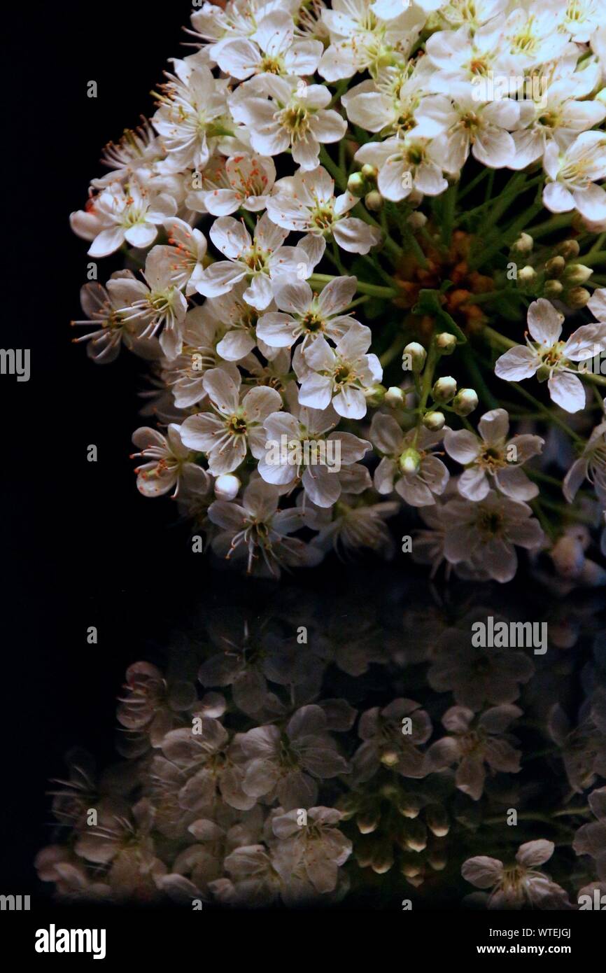 White flowers at night hi-res stock photography and images - Alamy