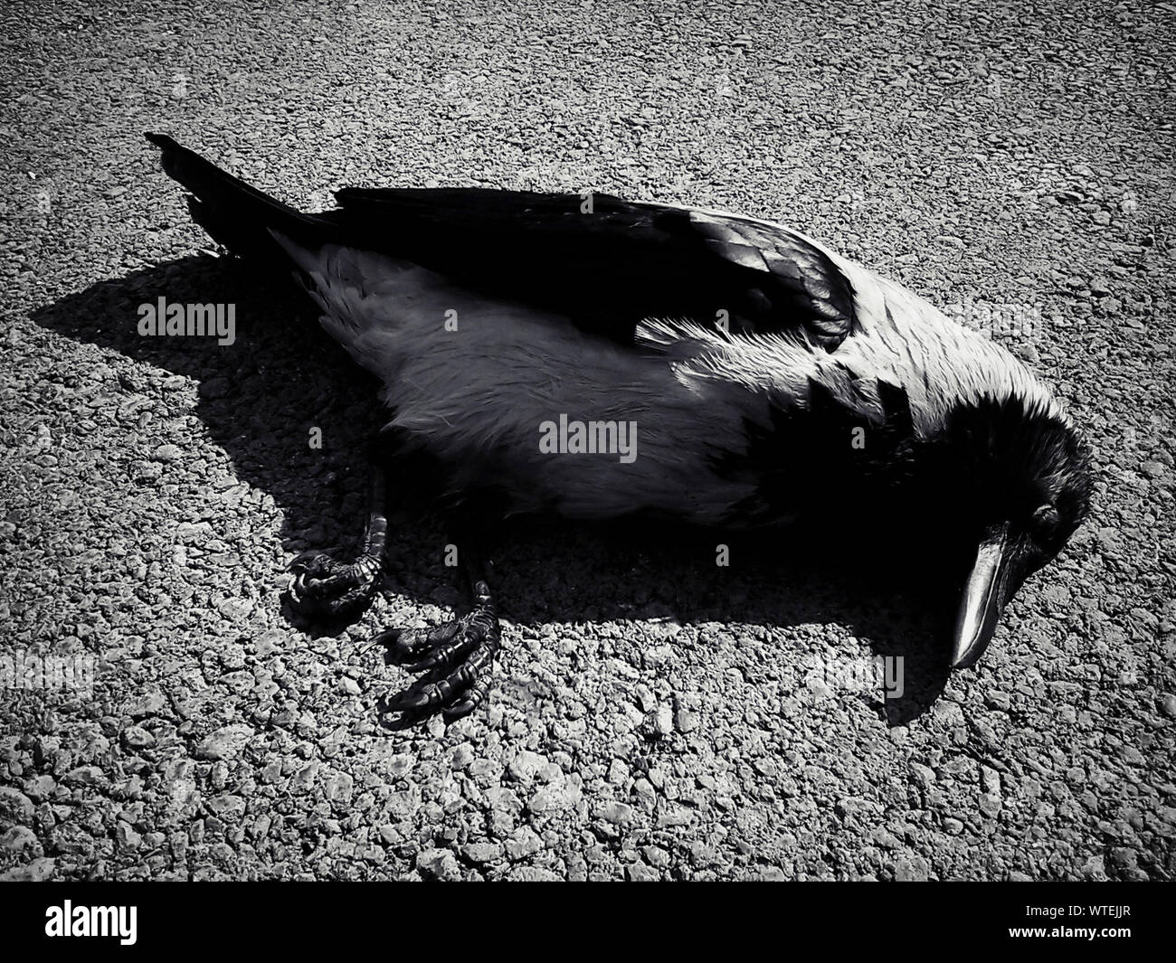 Raven dead hi-res stock photography and images - Alamy
