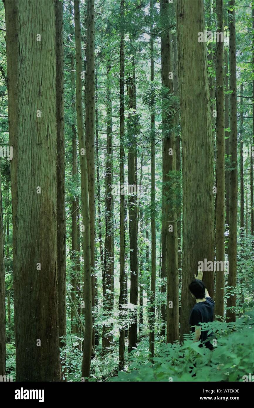 Boy touching tree in forest hi-res stock photography and images - Alamy
