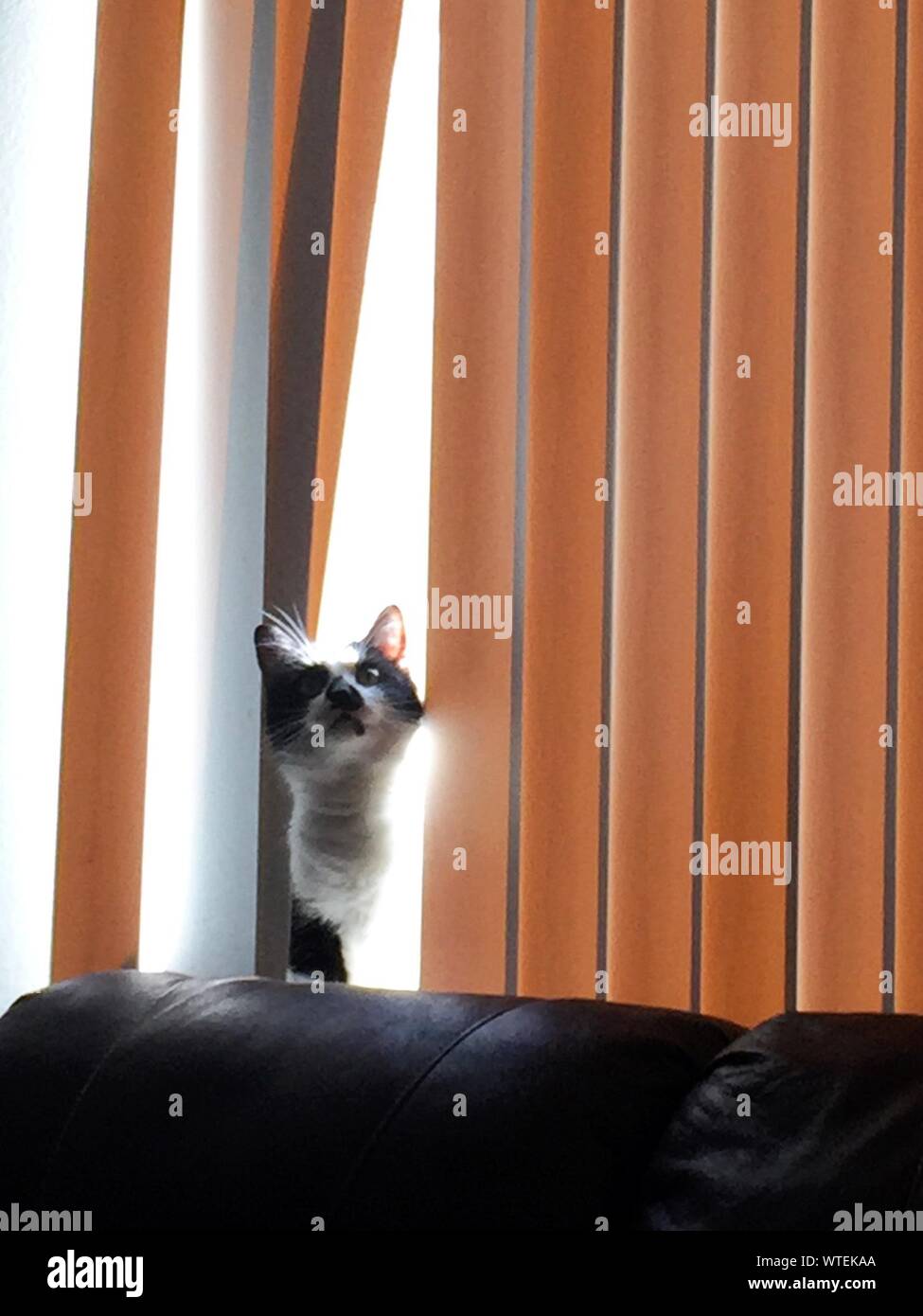 Cat and blinds hi-res stock photography and images - Alamy