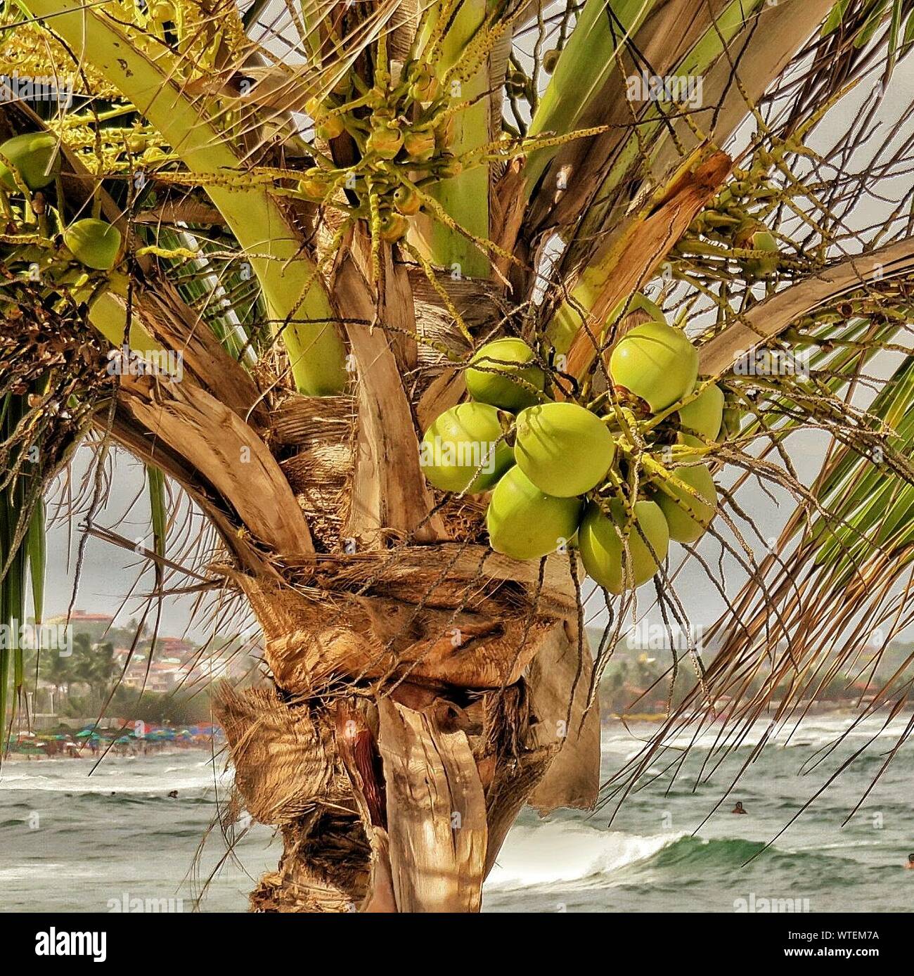 Coconut tree by sea hi-res stock photography and images - Alamy