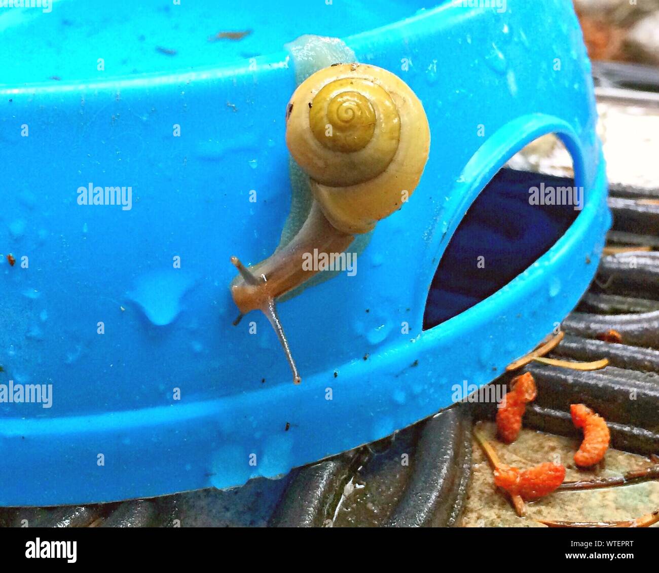 Blue snail hi-res stock photography and images - Alamy
