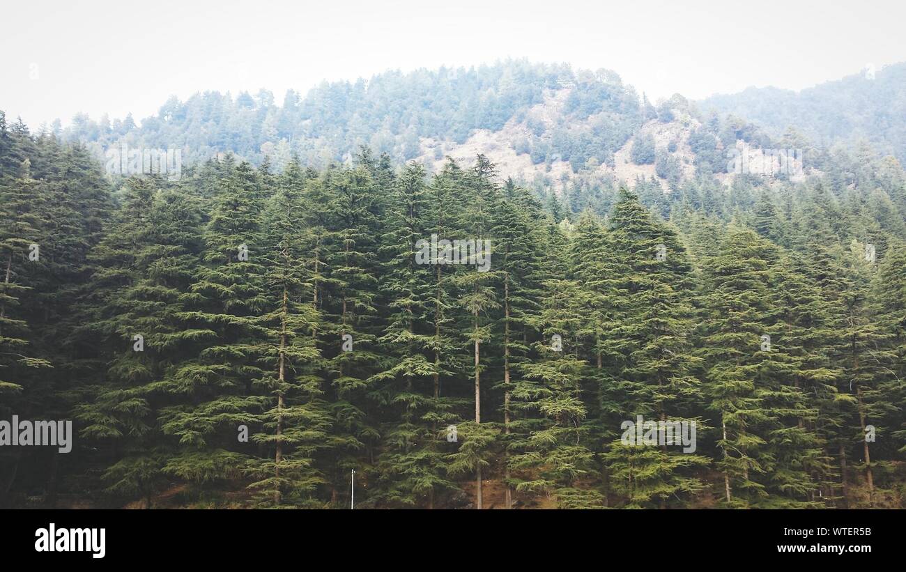 Tall growing trees hi-res stock photography and images - Alamy